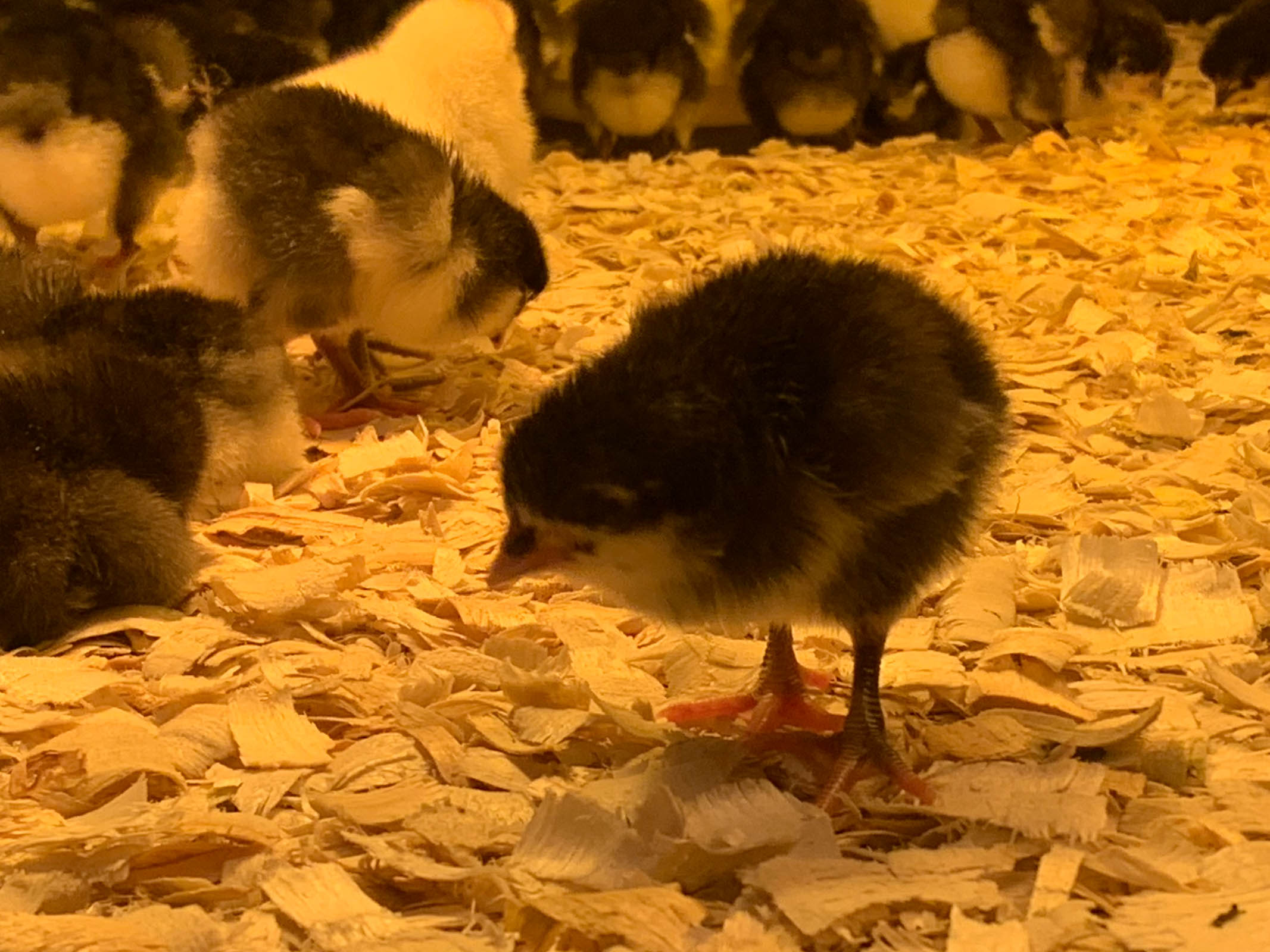 Genetics (with Baby Chicks) at Museum of Science and Industry